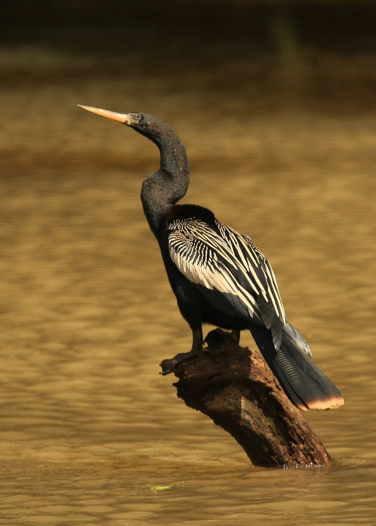 Anhinga - Facts, Habitat, Diet, Life Cycle, Pictures