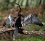 Anhinga - Facts, Habitat, Diet, Life Cycle, Pictures