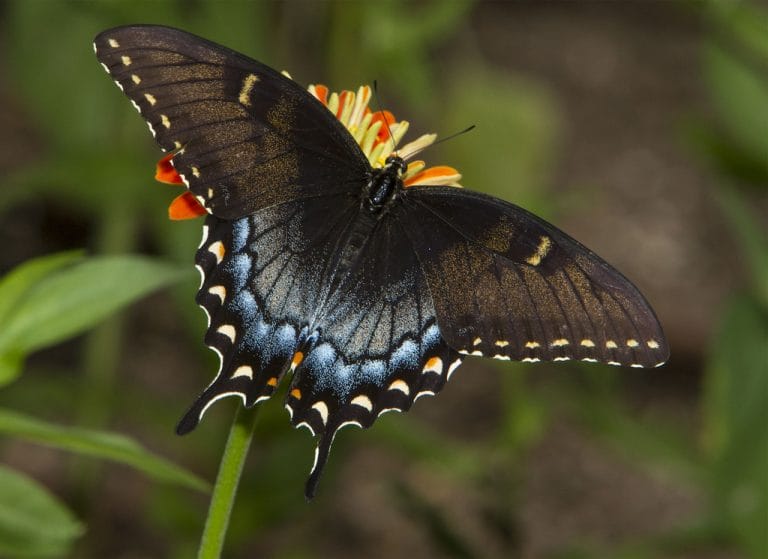 Spicebush Swallowtail - Facts, Habitat, Pictures, and More