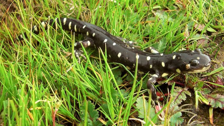 Salamander - Facts, Habitat, Life Cycle, Diet and Pictures