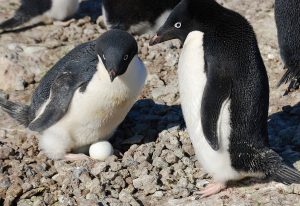 Adelie Penguin - Facts, Habitat, Diet, Pictures, and More