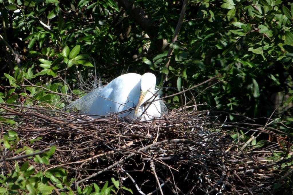 Great White Egret - Facts, Habitat, Diet, Pictures, and More